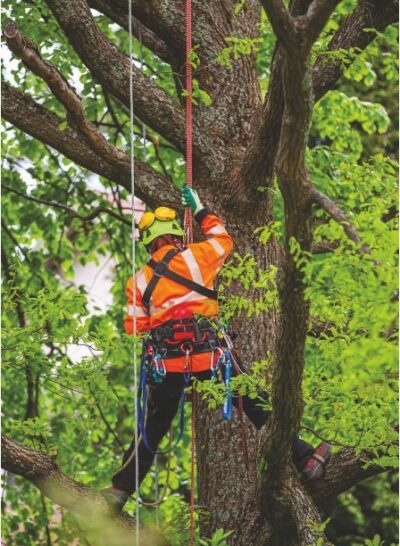 Tree Services - Jungle Busters